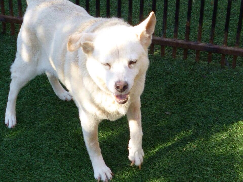 When Your Dog Dies – Married Mom Musings